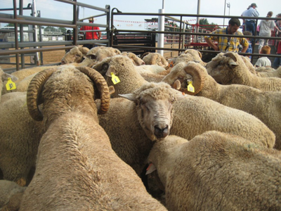 Priefert Manufacturing