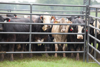 Priefert Manufacturing