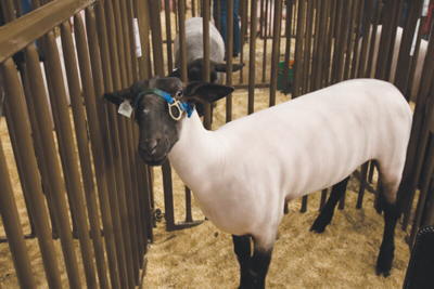 Priefert Manufacturing