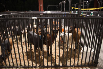 Priefert Manufacturing