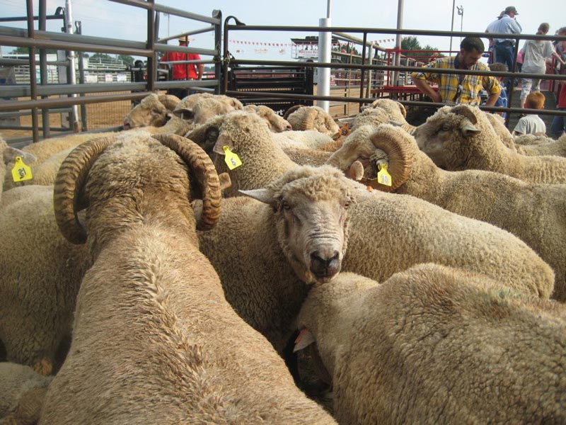 Priefert Manufacturing